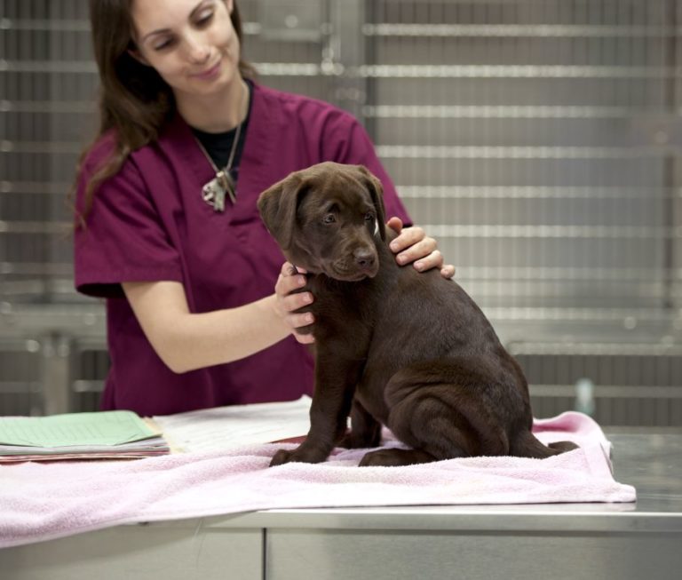 What Does a Veterinary Technician Do